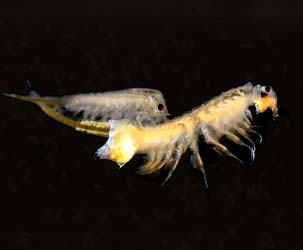 Urzeitkrebse - Glücklich Pleite